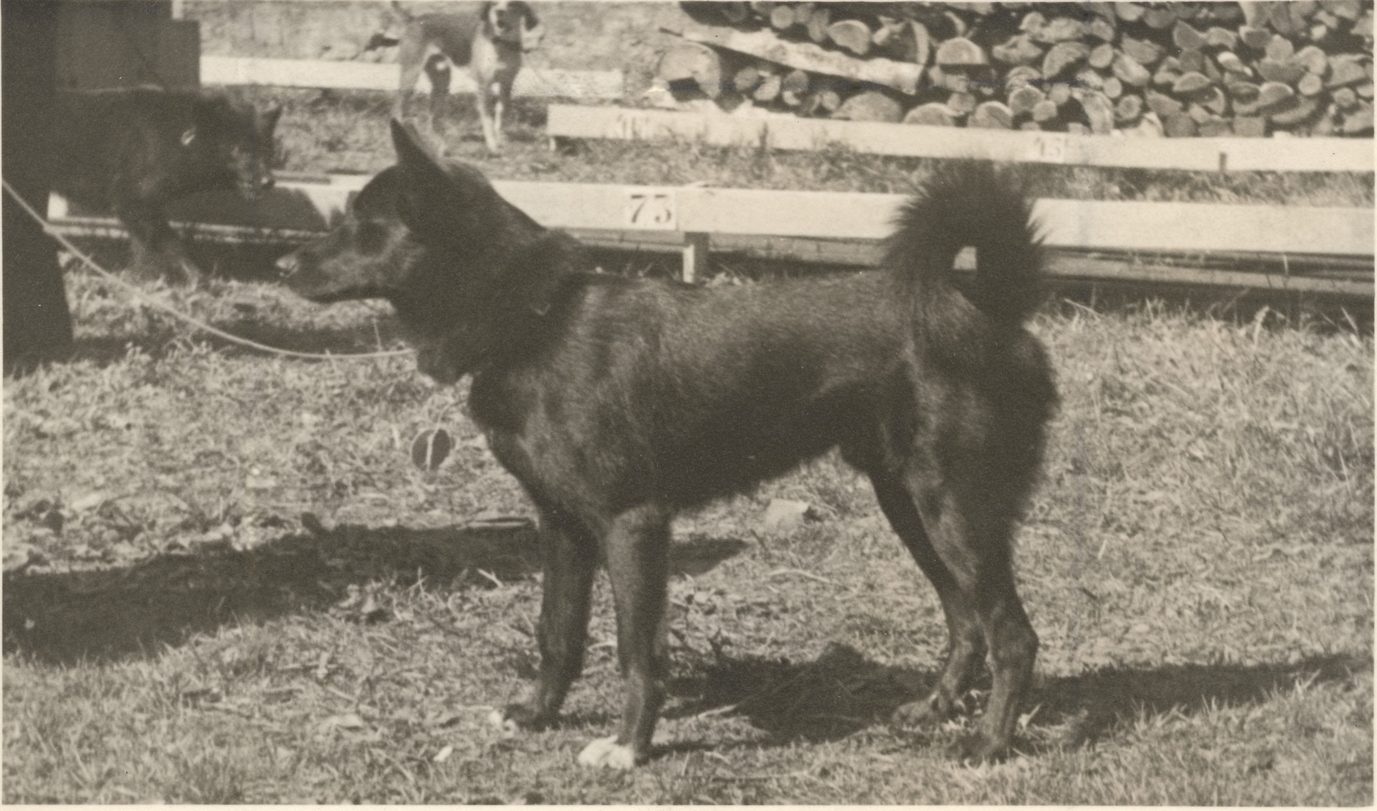 Black hunting spitz for all game sparked interest in the early 20th ...