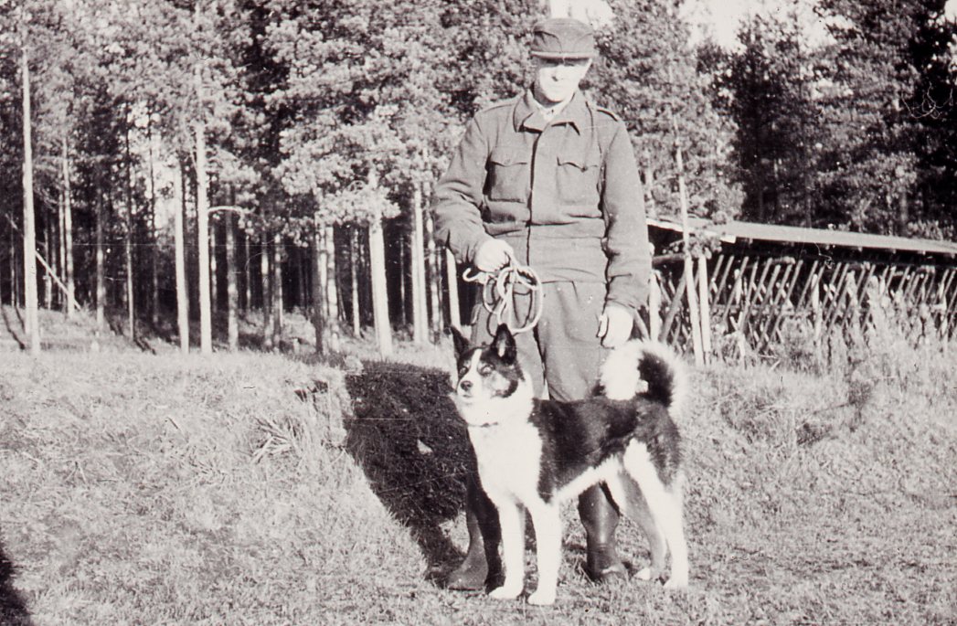 The Karelian Bear Dog's path of becoming an elk-barking hunting dog ...